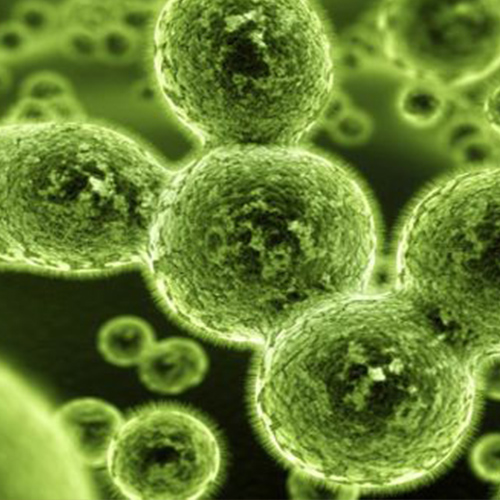 Mold Panel (24 Allergens) - 24-7 Labs